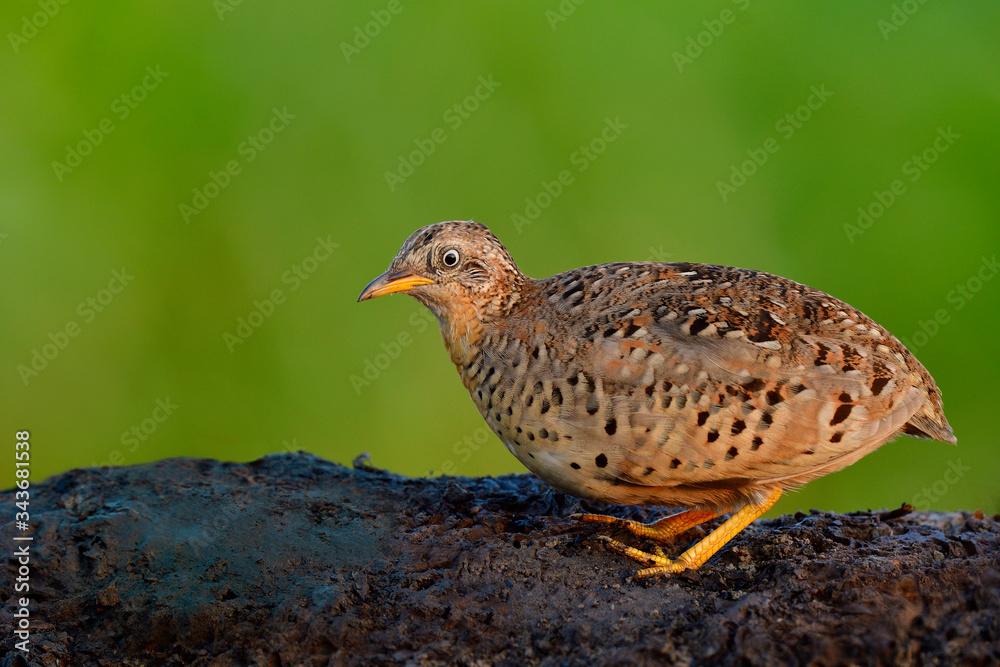 Male of Yellow-legged buttonquail (Turnix tanki) beautiful camouflage ...