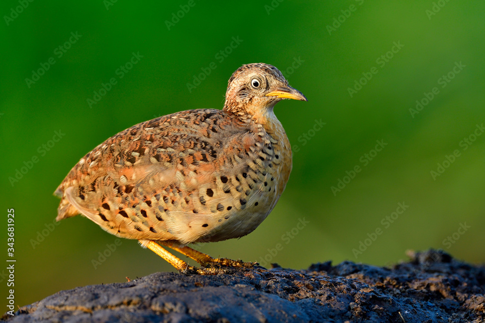 Turnix tanki, Beautiful camouflage brown with yellow legs and white ...
