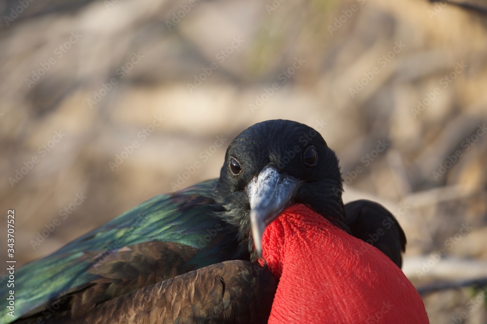 Great frigatebird male with a gular pouch waiting for a lovely female ...