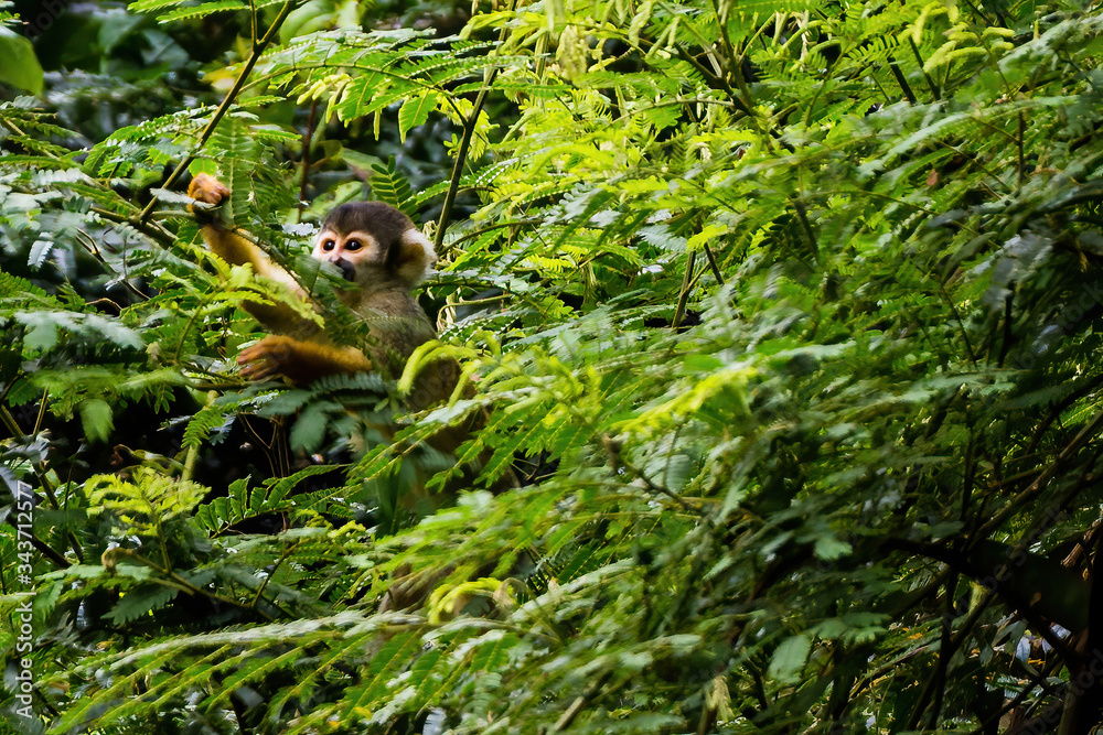 Spider Monkey hides in foliage of the Amazon rainforest in Manu ...