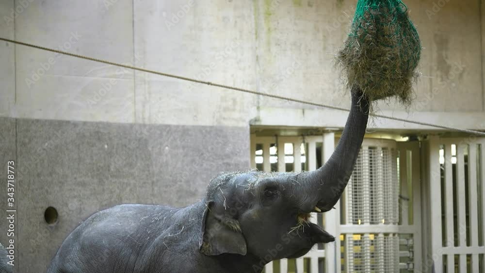 An Asian elephant using it's long trunk to pull grass from a feeding ...