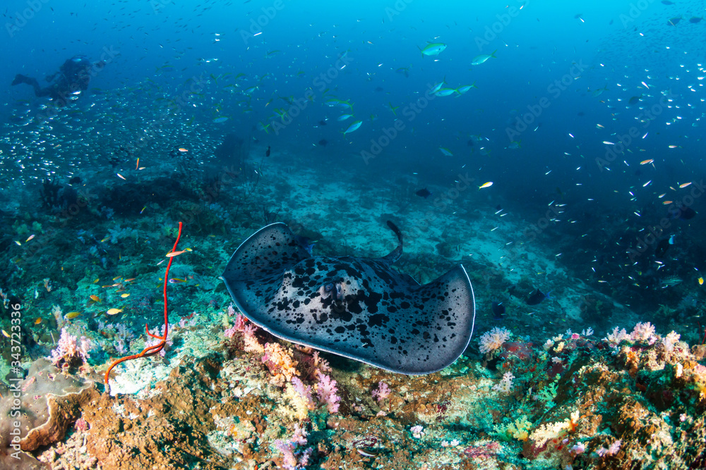 Huge Marble Stingray underwater with a background SCUBA diver on a deep ...