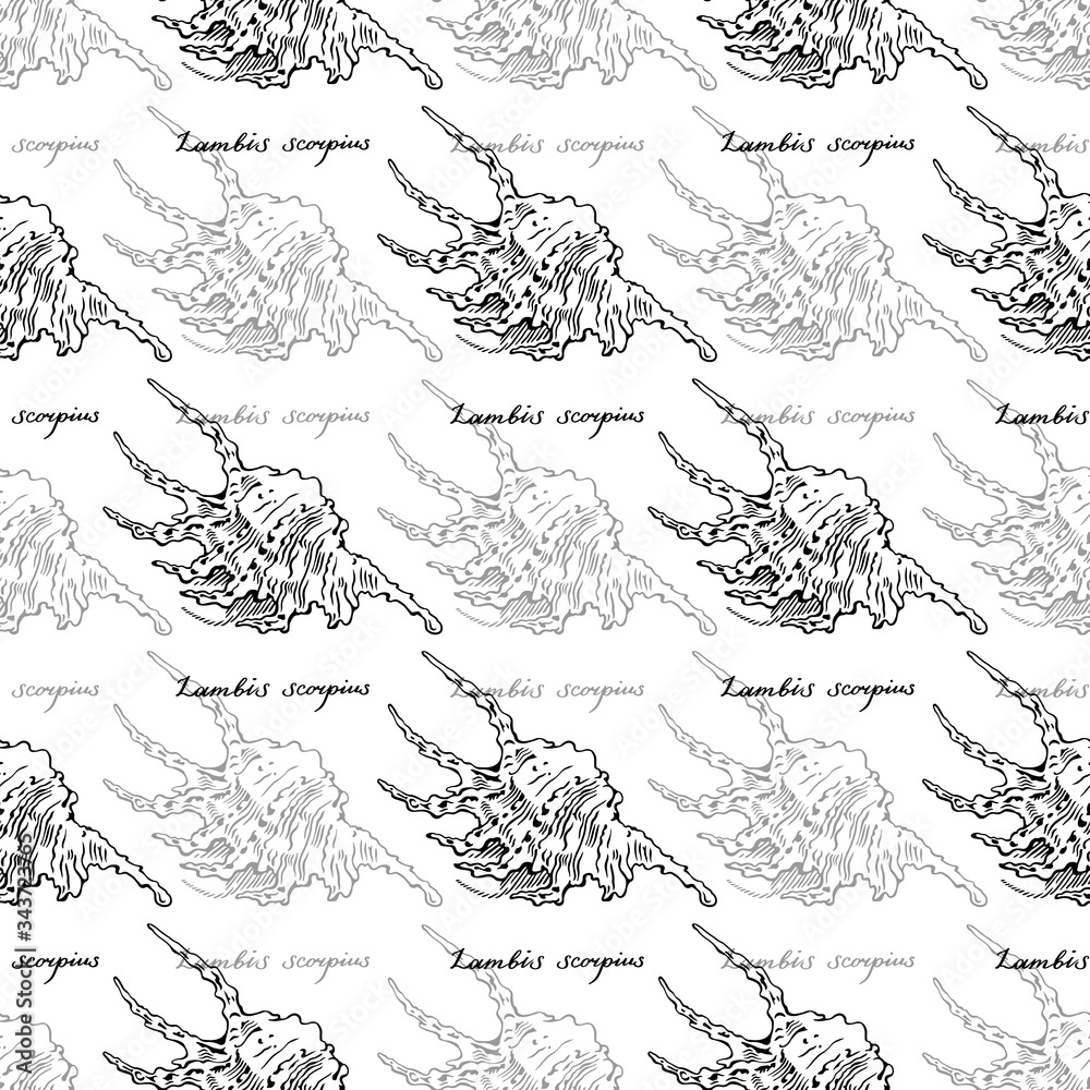 Scorpion Spider Сonch. Seamless pattern of Lambis Scorpius and ...