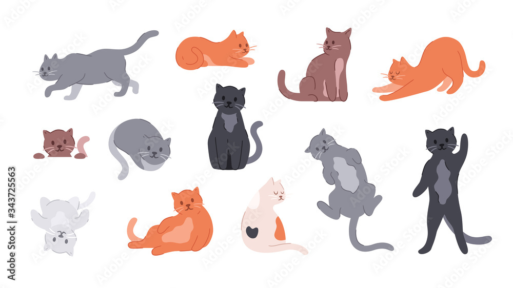 Cats In Funny Poses