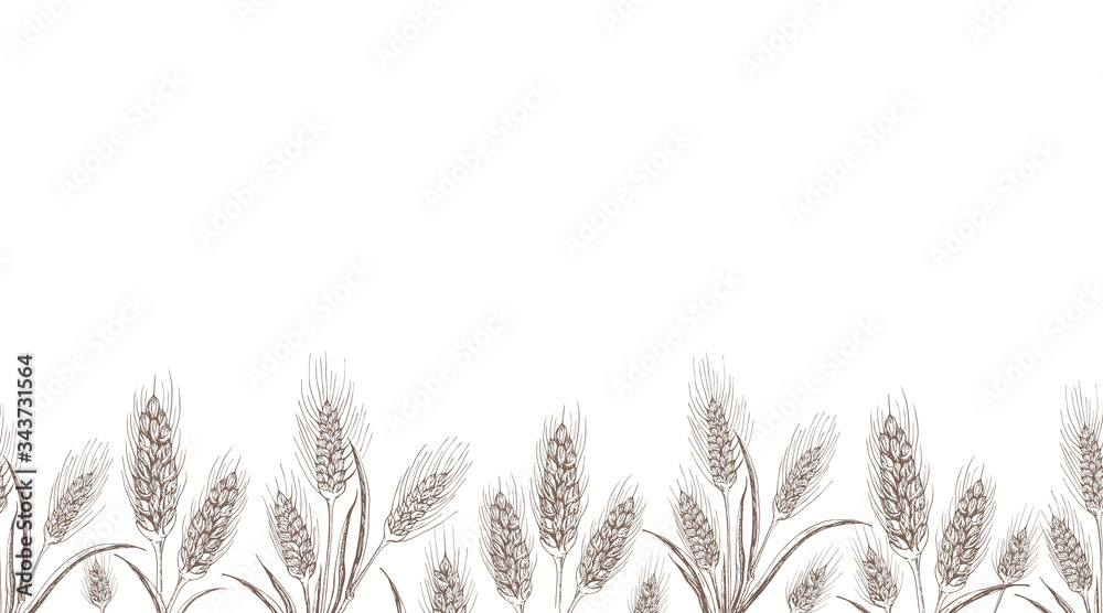 seamless wheat or barley background isolated on white. hand drawn ...