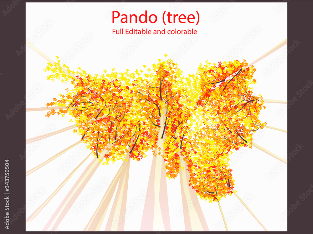 autumn Flat Vector illustration Quaking aspen Pando tree editable Stock ...