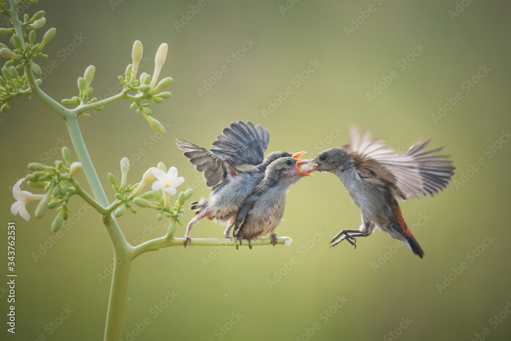 Dicaeum trochileum bird of cabai jawa , sub tropis, burung cabe cabean ...