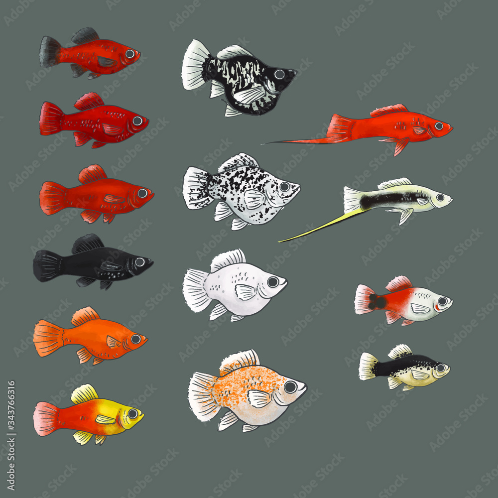 Poster platy and molly fish vector illustration – Wall Art | UkPosters