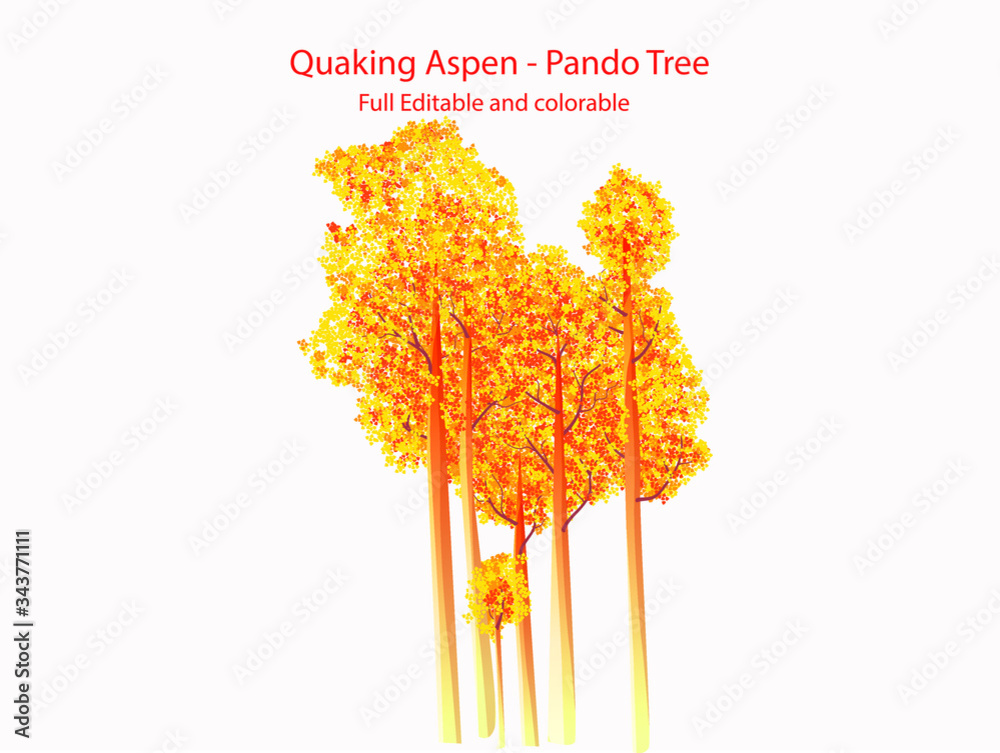 Quaking aspen Pando tree Flat vector Icon illustration full editable ...