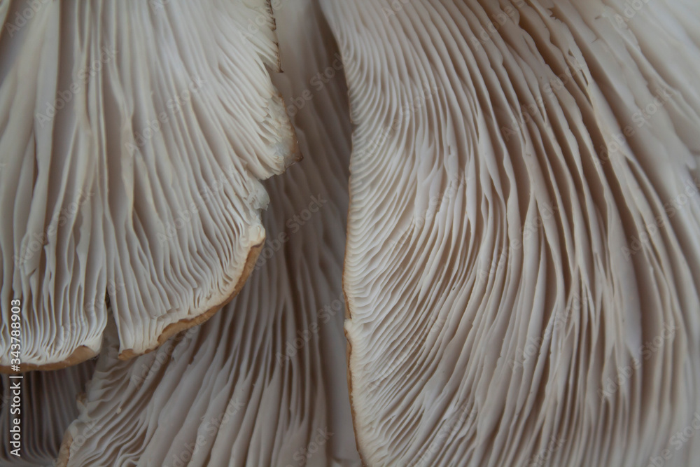 the bottom of the hats mushrooms oyster mushroom. surface texture of ...
