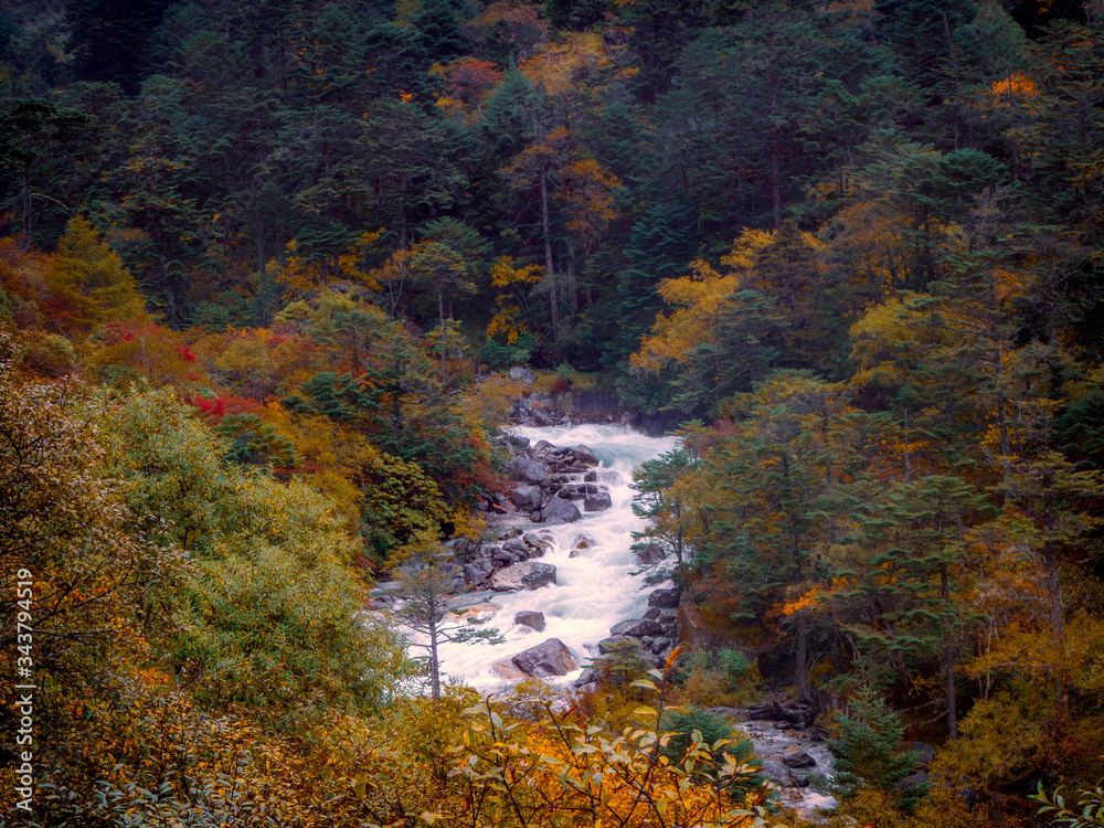 Autumn colors in the forest along the sides of a river in the mountains ...