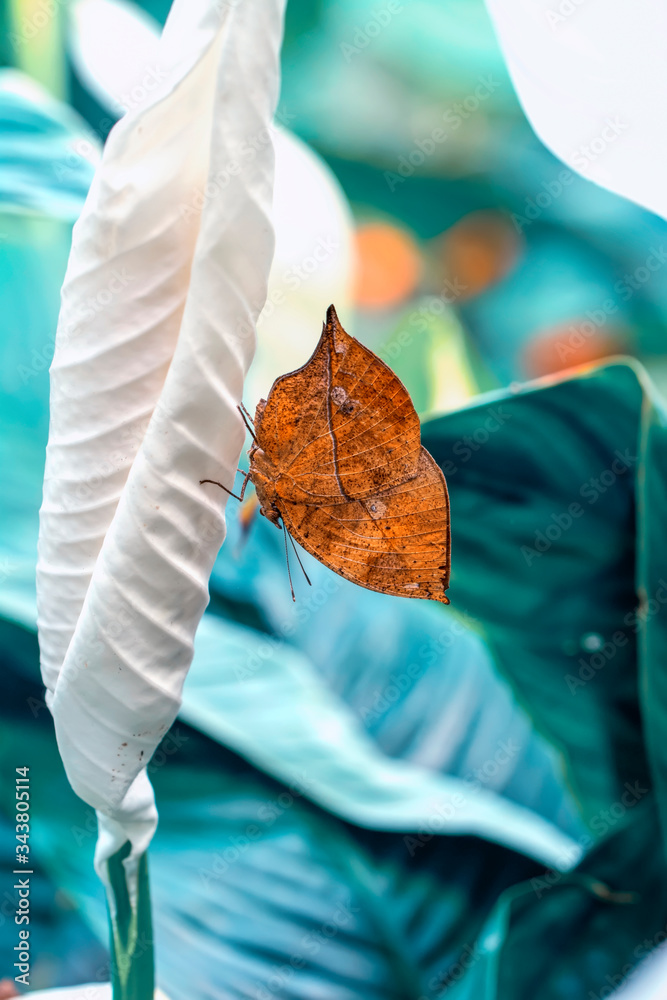 Dead leaf butterfly , Kallima inachus, aka Indian leafwing, standing ...