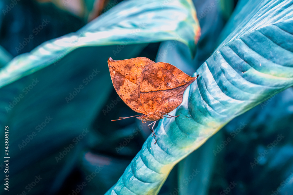 Dead leaf butterfly , Kallima inachus, aka Indian leafwing, standing ...