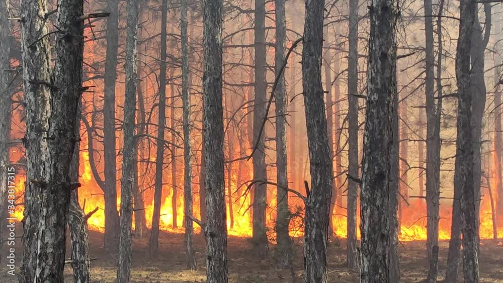 Soaring Flames And Smoke Above Burning Trees. Fire Storm In The Forest ...