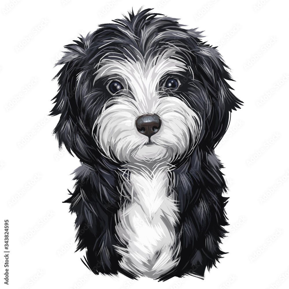 Plakat Cavoodle or crossbreed dog, offspring of Poodle and Cavalier ...