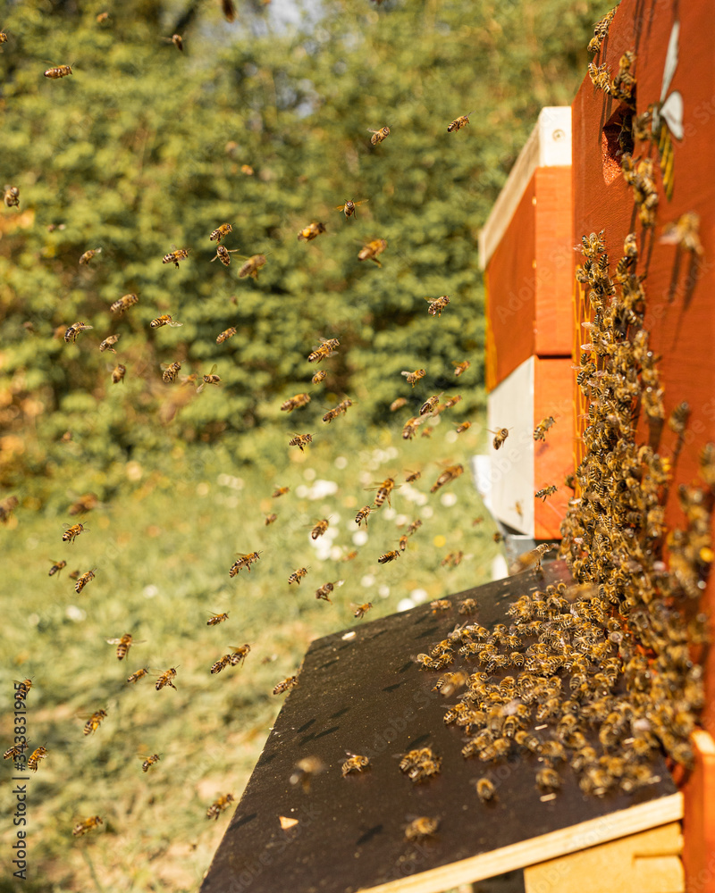 Bienenbeute von Honigbienen mit Flugbrett und vielen Bienen im Flug bei ...