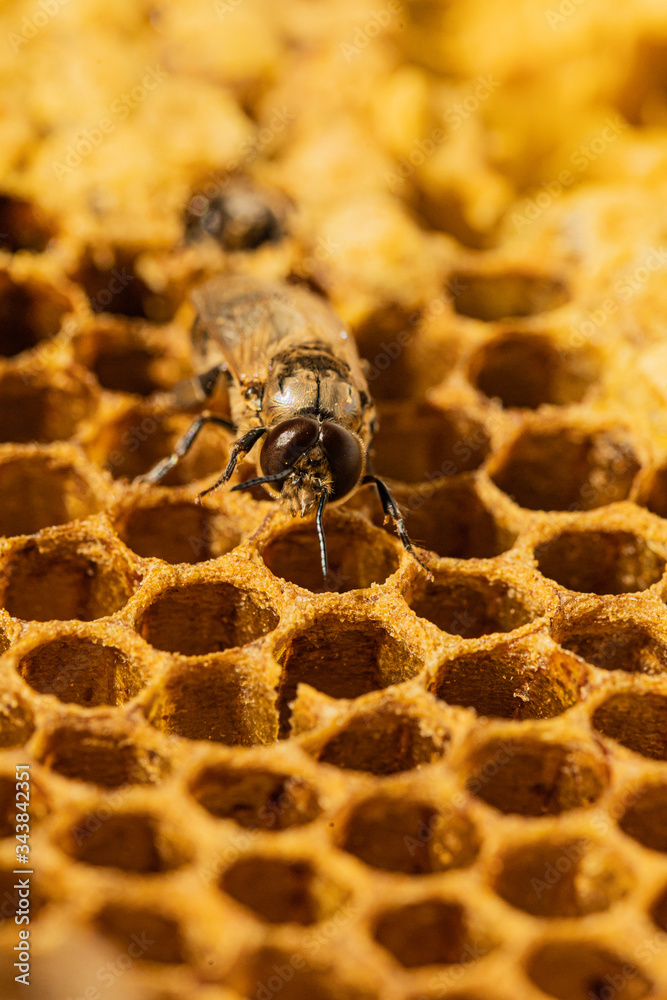 Drohne schlüpft aus Brutzelle einer Wabe aus Wachs in einer Bienenbeute ...