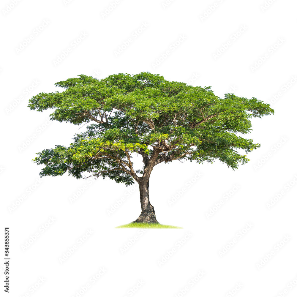 Isolated Chamchuri or .Jamjuree tree on a white background with ...
