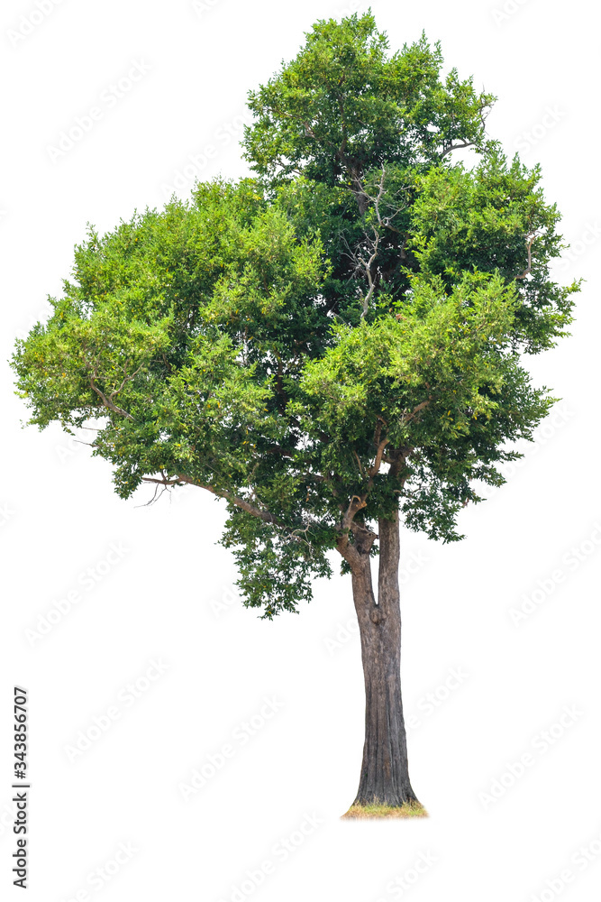 Cutout tree for use as a raw material for editing work. isolated ...