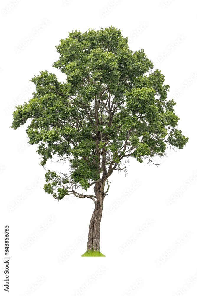 Cutout tree for use as a raw material for editing work. isolated ...