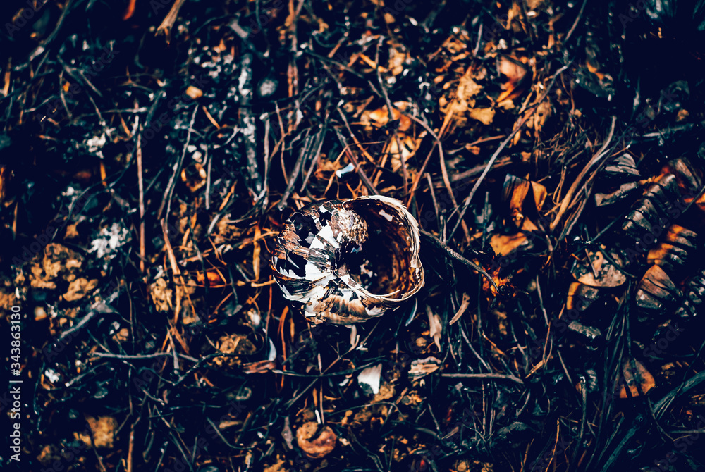 Forest ground after a fire with burnt grass and black branches of ...