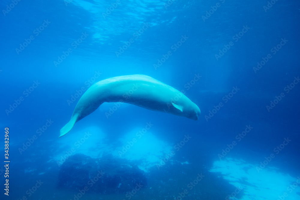 Beluga whale under the clear water behind glass in Waterland Stock ...