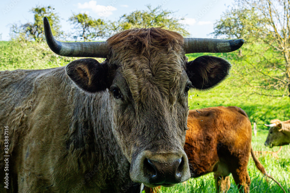 Kuh, braunes Fell Portrait mit Hörner Bäume und Himmel im Hintergrund ...