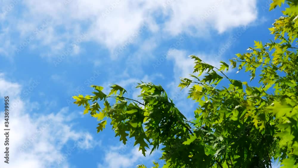 Vidéo Stock 4K video of leaves moving in the wind, of the Quercus Rubra ...