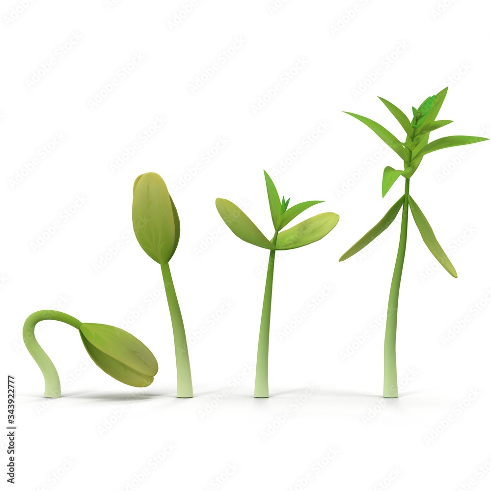 Photorealistic highly detailed 3D visualization of the sprout at ...
