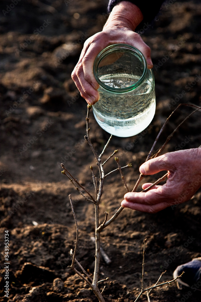 Old grandmother's hands watered a young seedling of a tree. Grandmother ...