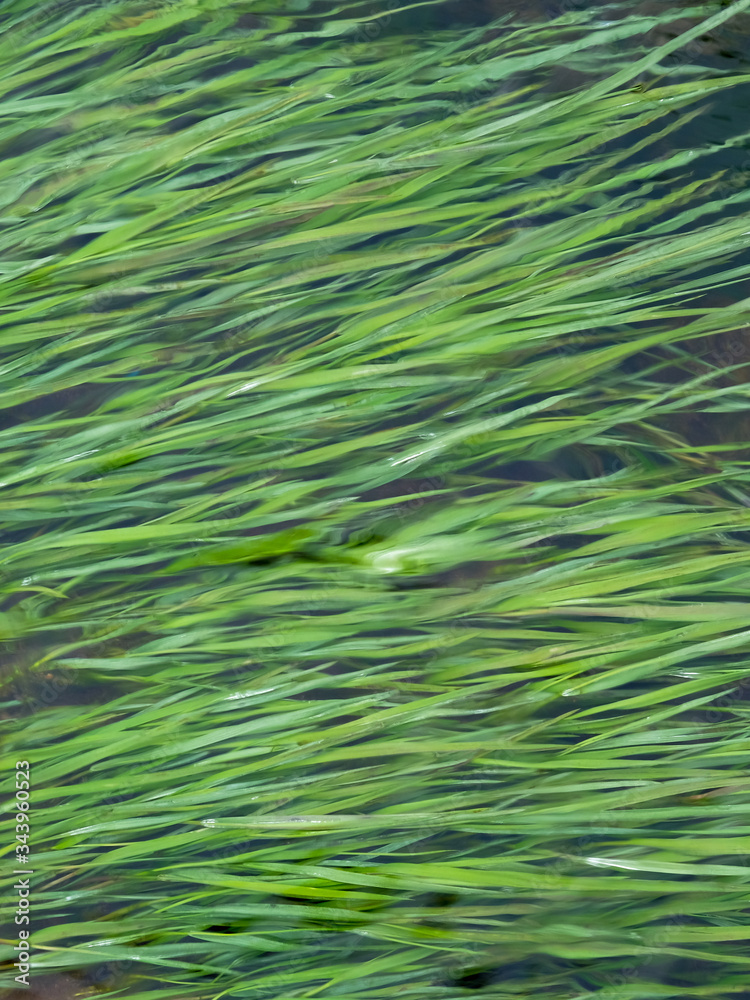 Green grass growing at the bottom of a stream. Grass in flowing water ...