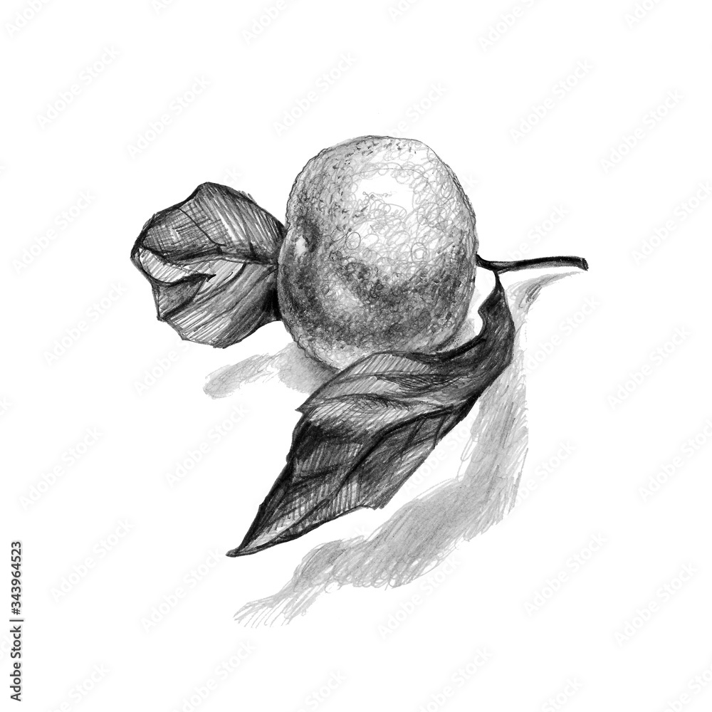 Pencil drawing sketch with orange, mandarin, leaves and shadow isolated ...