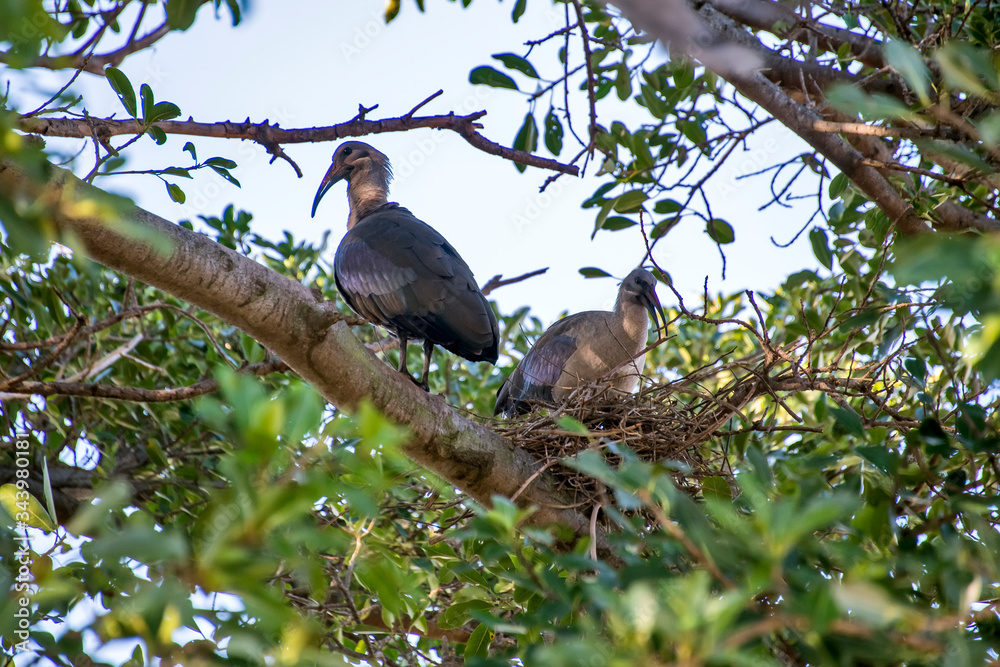 Singanga (BostrychiaHadeda ibis photographed in South Africa. Picture ...