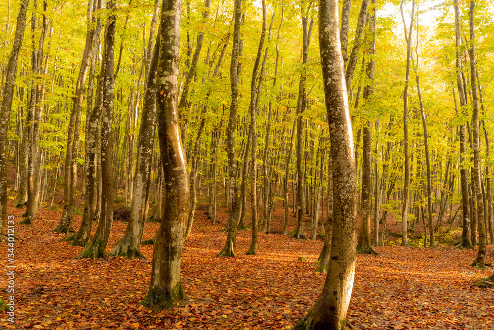 美人なブナの木 Stock 写真 | Adobe Stock