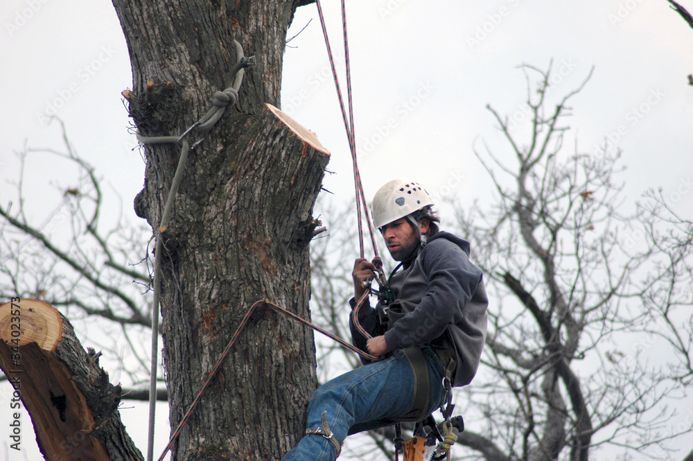 Foto de Tree worker is roped into a tree for safety as he works at ...