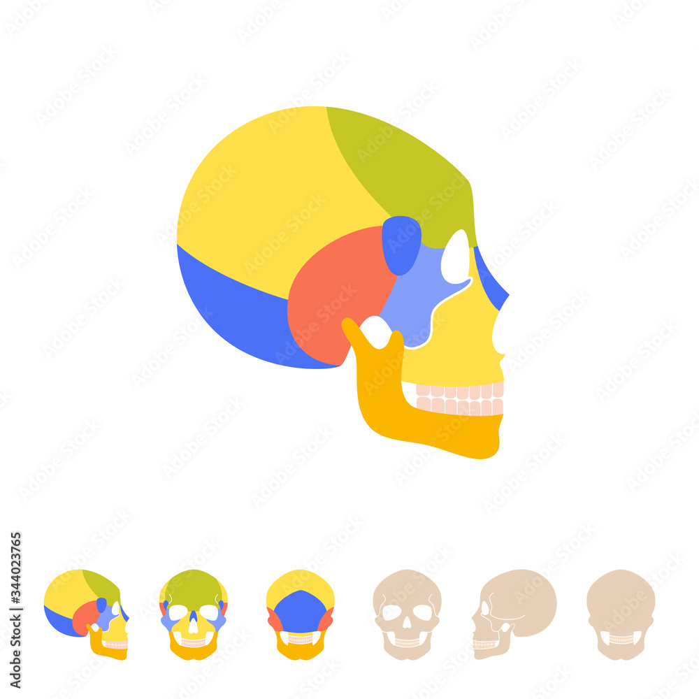 Human skull anatomy Stock Vector | Adobe Stock
