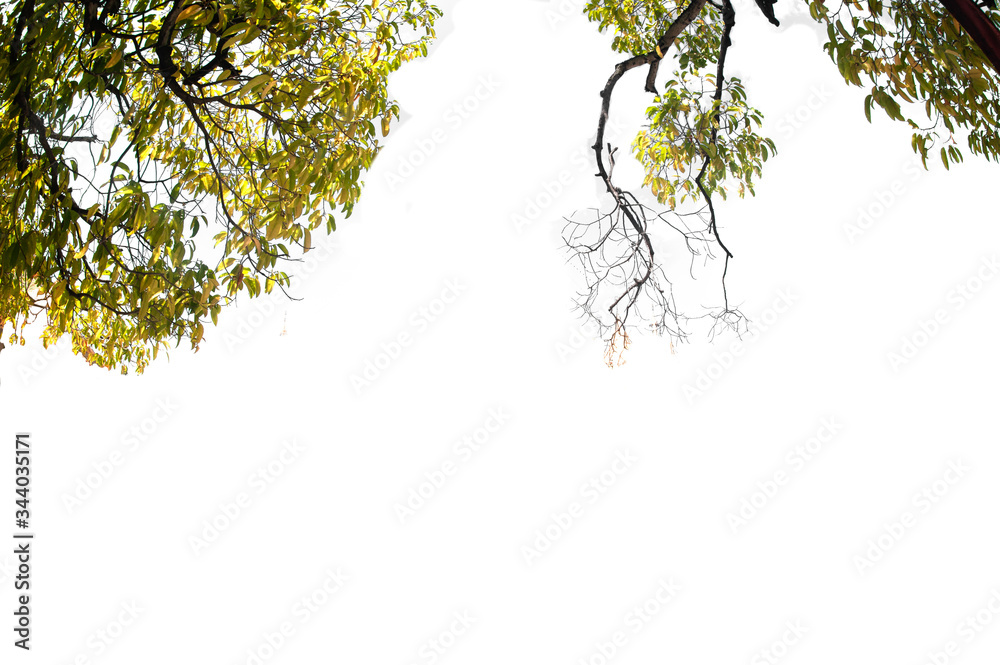 Branch of Tabebuia or Golden tree or Tallow Pui tree on isolated, an ...