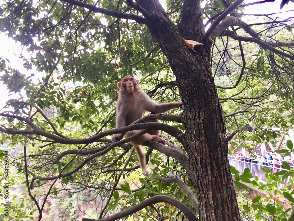 Bonnet Macaque monkey (Macaca radiata) at Zhangjiajie national forest ...