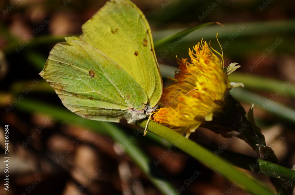 A common brimstone butterfly (Gonepteryx rhamni) sitting on a flower ...
