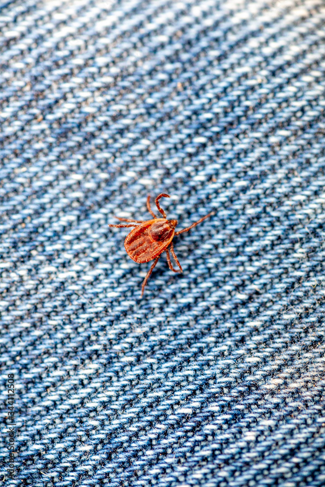 A true ixodid mite blood sucking parasite carrying the acarid disease ...