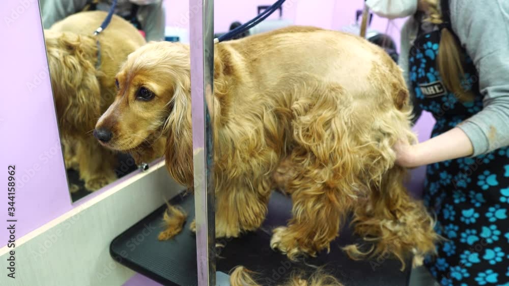 Groomer. Groomer cuts Spaniel. Dog grooming for the breed. The groomer ...