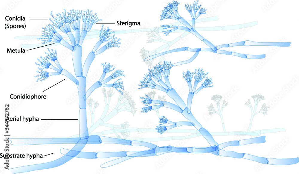 Structure of Penicillium Stock Vector | Adobe Stock