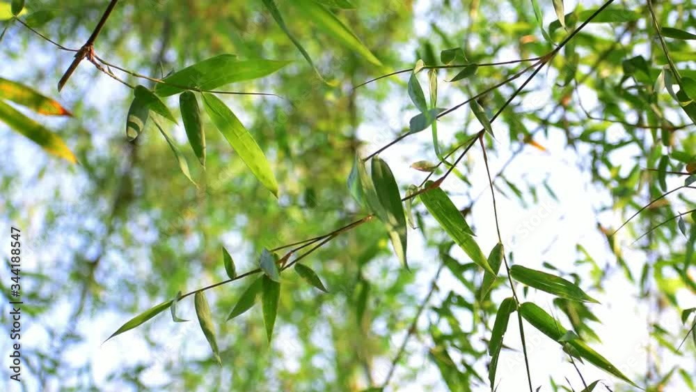 green bamboo leaves moving because of wind flow in a bamboo forest at ...