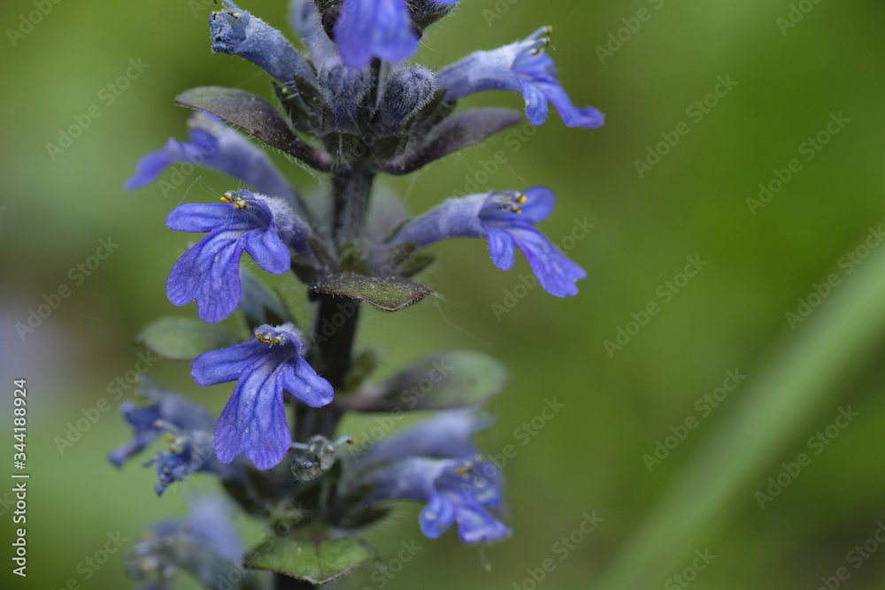 Blue flowers Ajuga genevensis on the green background. Ajuga genevensis ...