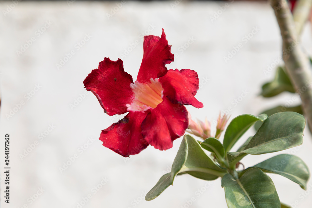 Precious flowers of the species Adenium obesum and Adenium multiflorum ...