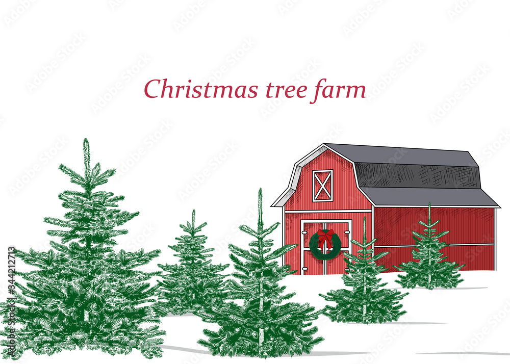 .Christmas tree farm. Landscape with Christmas trees and farm. Vector ...