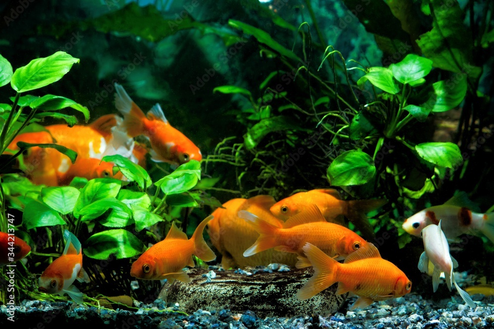 group of different goldfish, commercial aqua trade breed of wild ...
