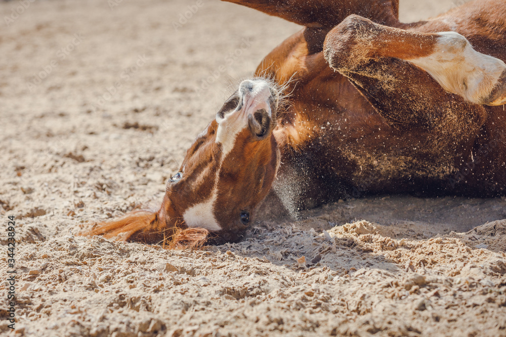 portrait of chestnut trakehner stallion horse rolling in sand in ...