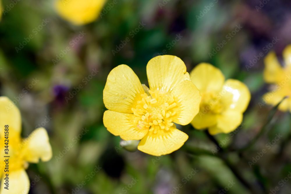 Buttercup is caustic (Ranúnculus ácris) - a perennial herbaceous plant ...