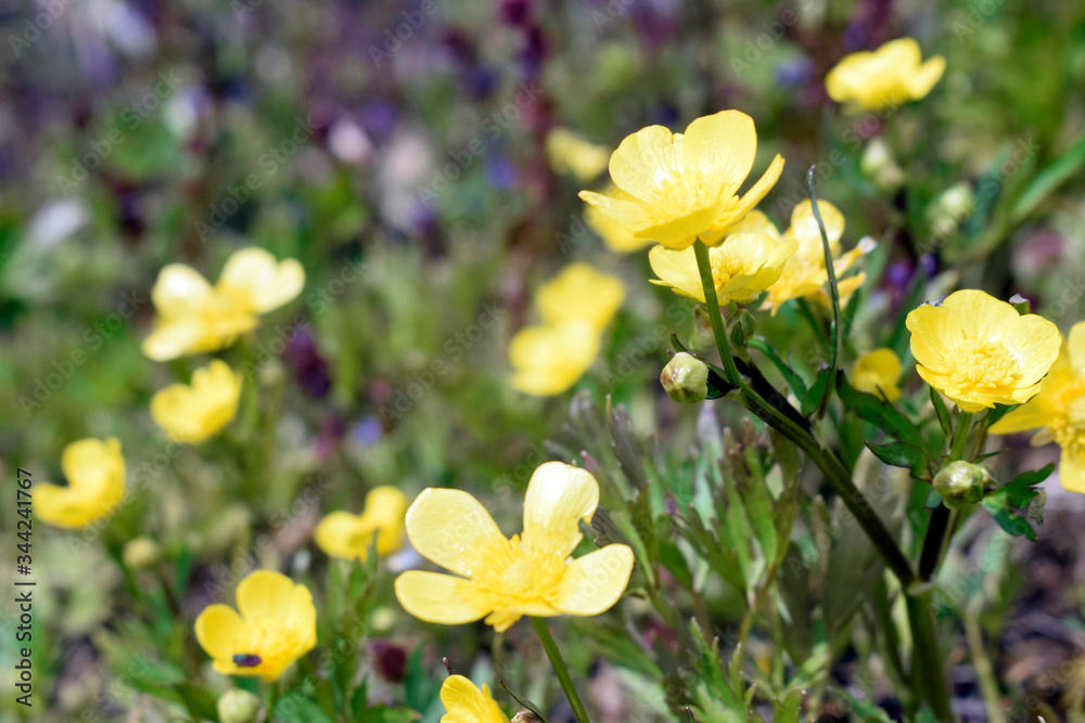 Buttercup is caustic (Ranúnculus ácris) - a perennial herbaceous plant ...